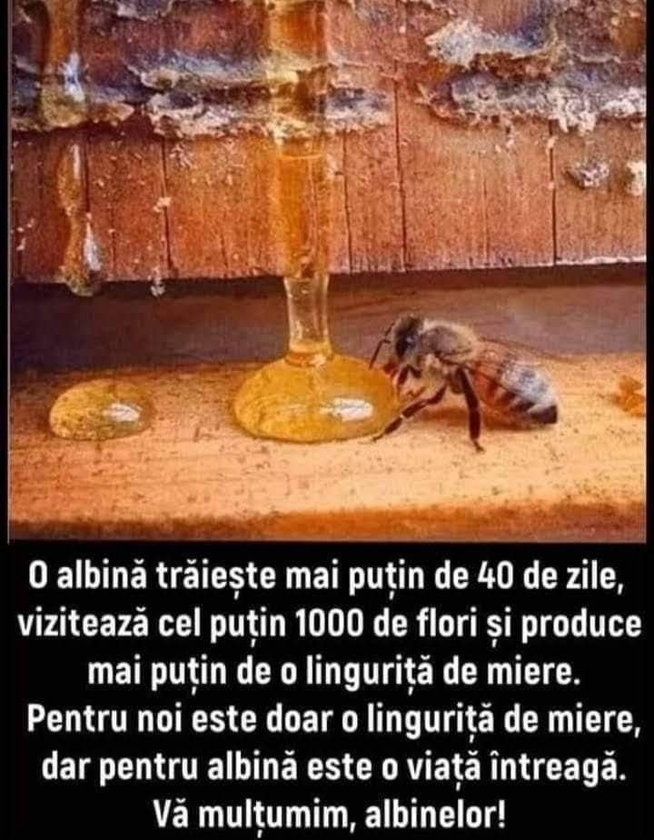 Totul despre miere! - Pe unde ma duc pasii